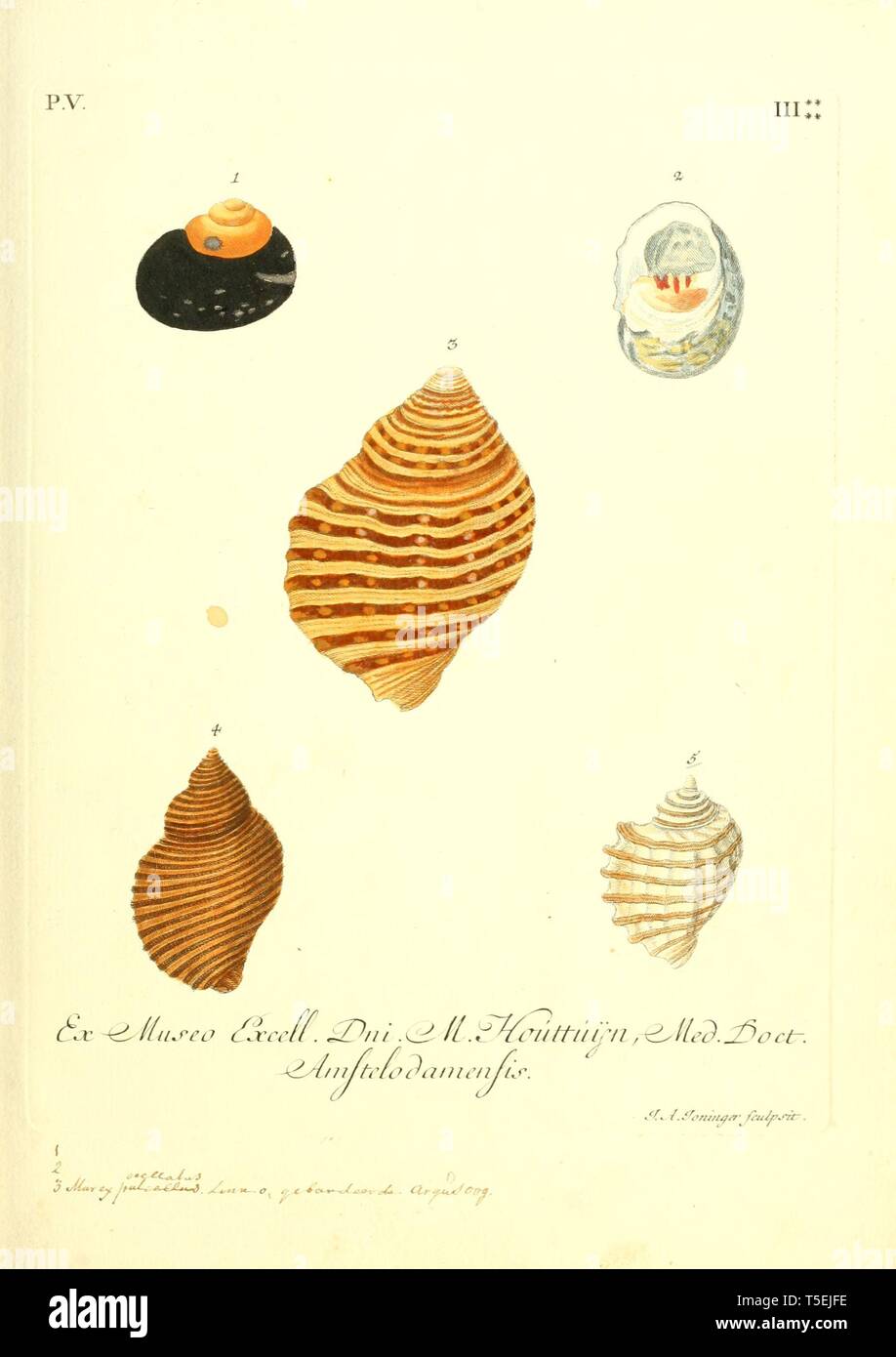 Beautiful vintage hand drawn illustrations of exotic coral reef shells ...