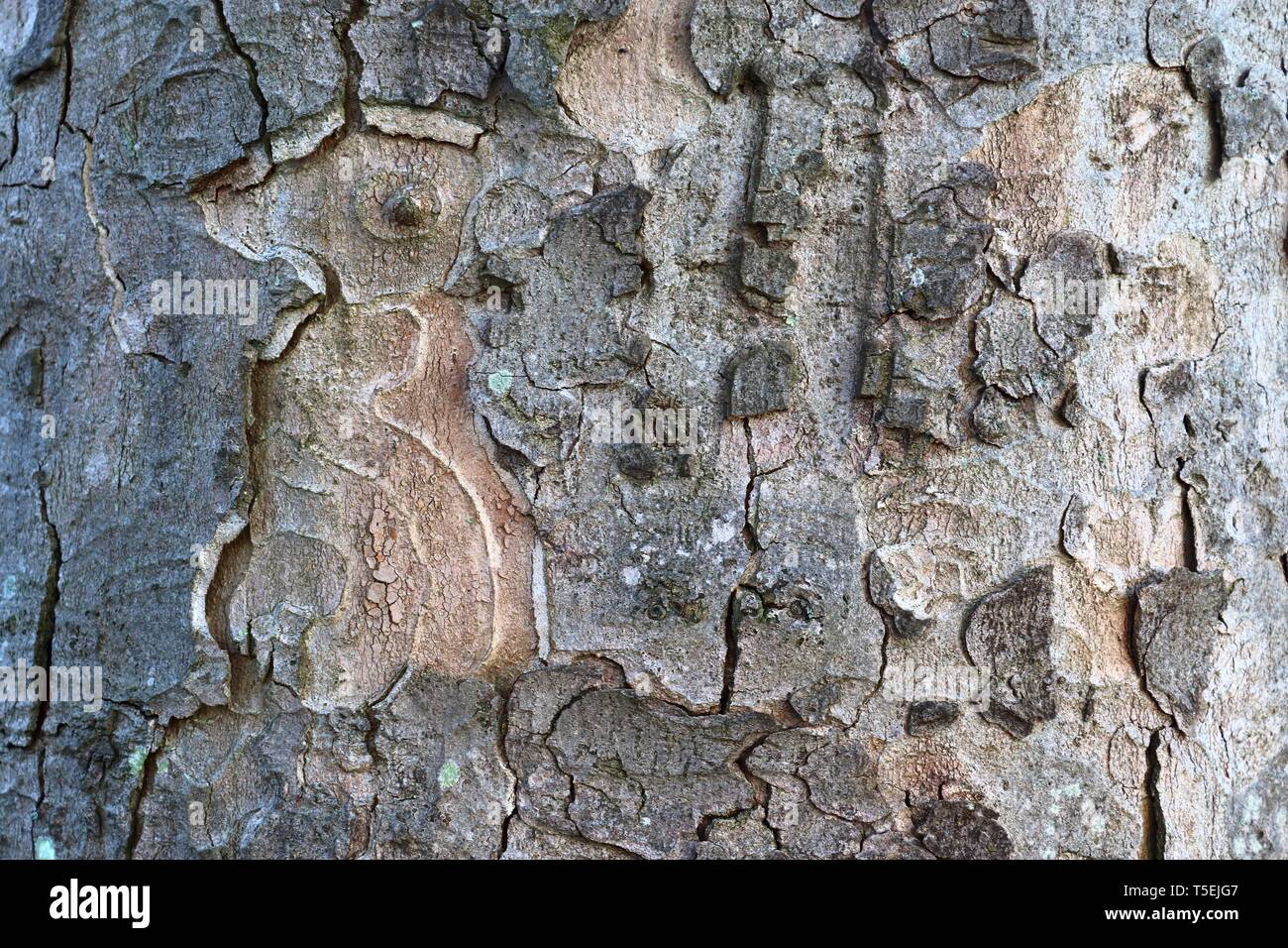 Close up surface of tree bark in a forest in high resolution Stock ...