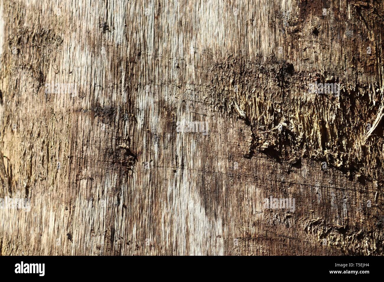 Close up surface of tree bark in a forest in high resolution Stock ...