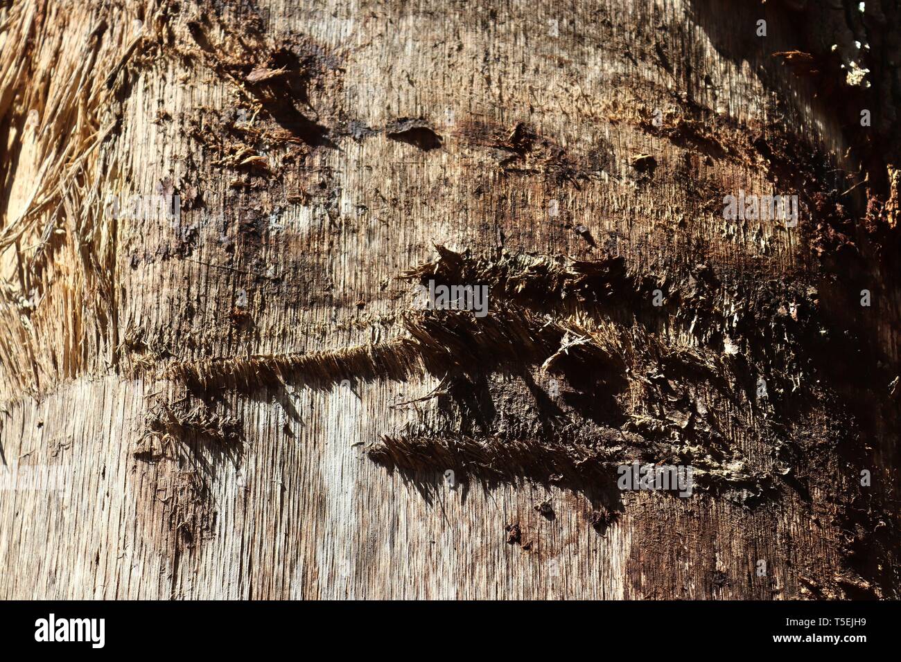 Close up surface of tree bark in a forest in high resolution Stock ...