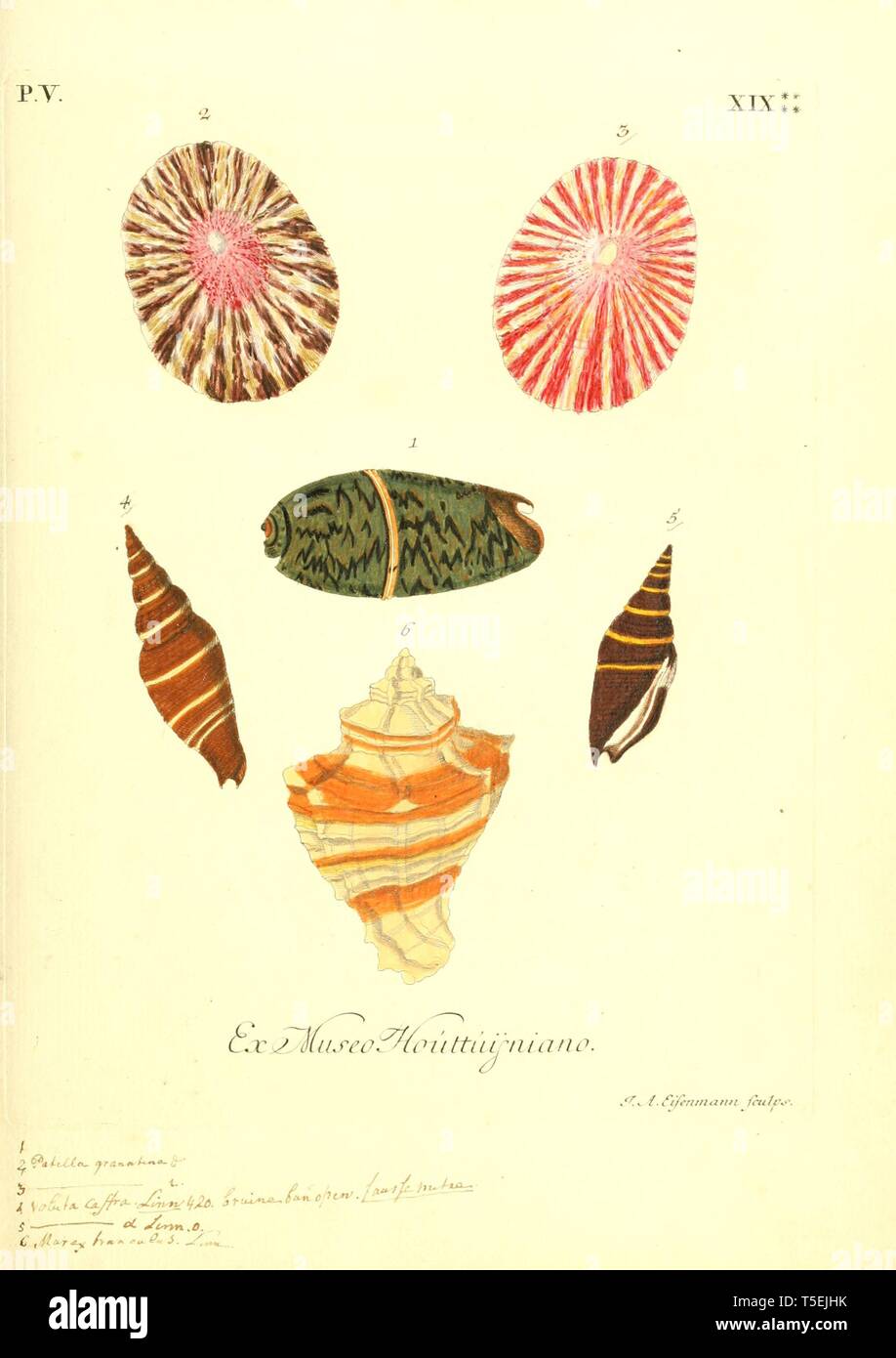 Beautiful vintage hand drawn illustrations of exotic coral reef shells ...