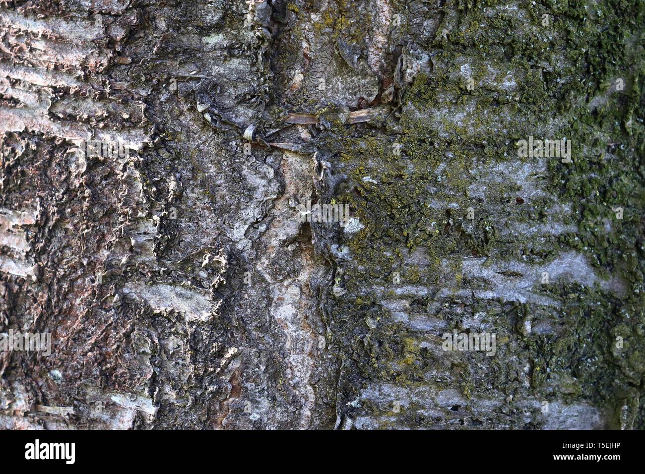 Close up surface of tree bark in a forest in high resolution Stock ...