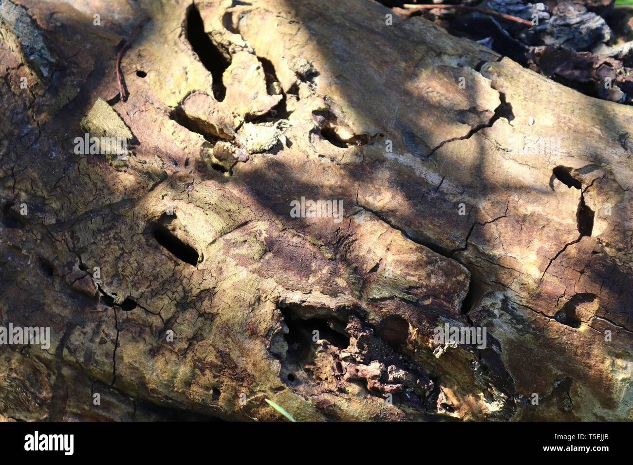 Close up surface of tree bark in a forest in high resolution Stock ...