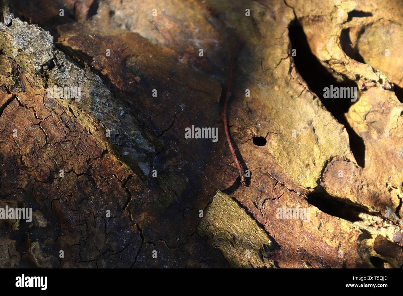 Close up surface of tree bark in a forest in high resolution Stock ...