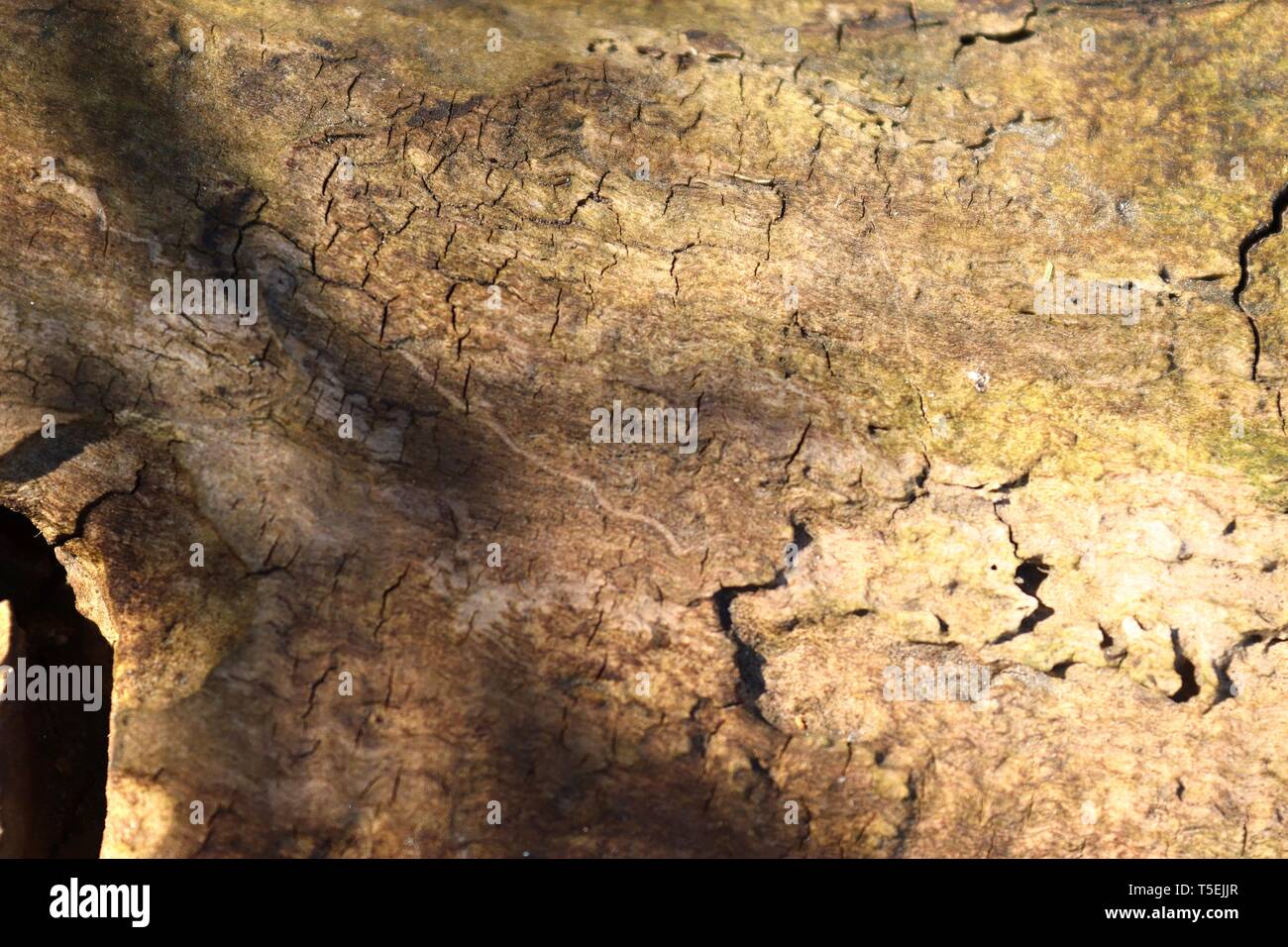 Close up surface of tree bark in a forest in high resolution Stock ...