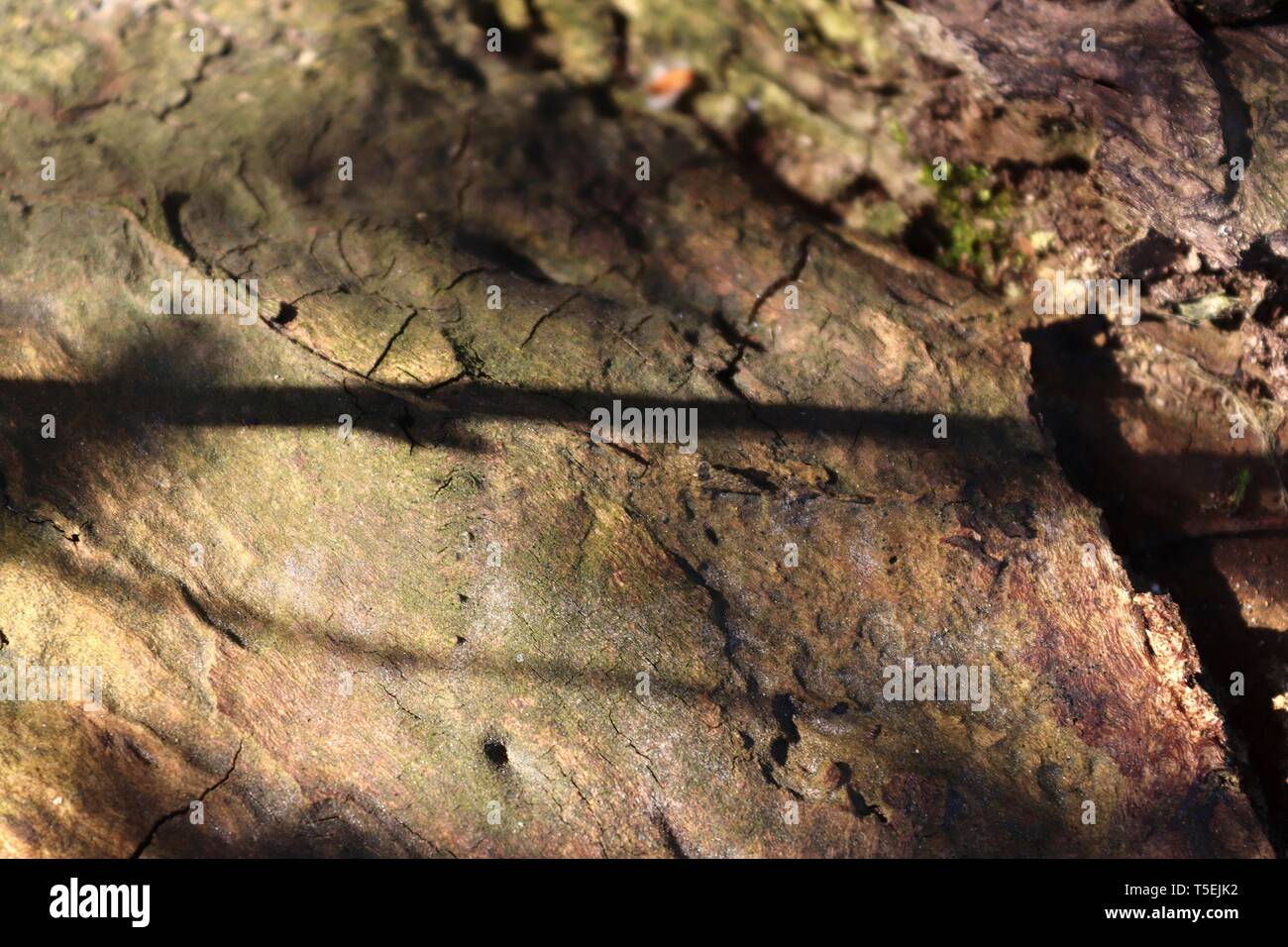 Close up surface of tree bark in a forest in high resolution Stock ...