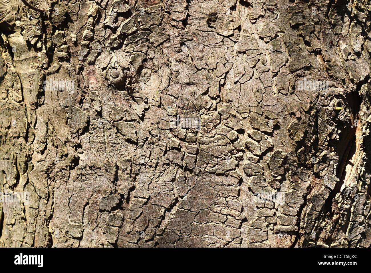 Close up surface of tree bark in a forest in high resolution Stock ...