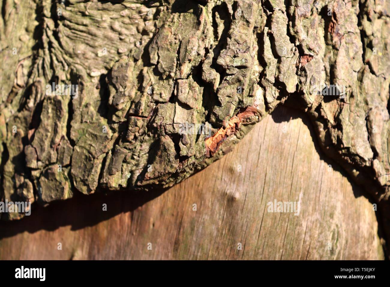 Close up surface of tree bark in a forest in high resolution Stock ...