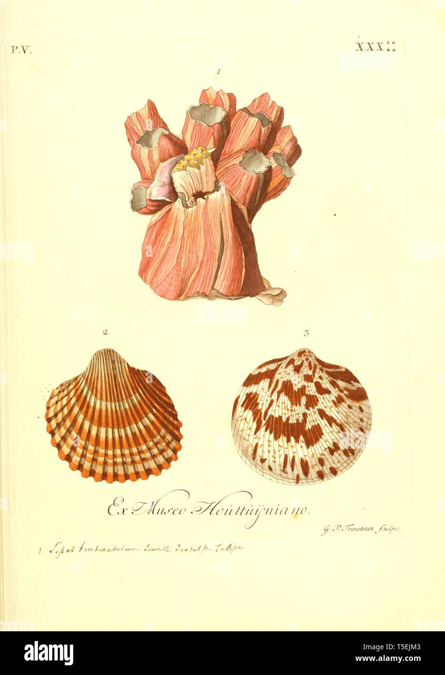 Beautiful vintage hand drawn illustrations of exotic coral reef shells ...