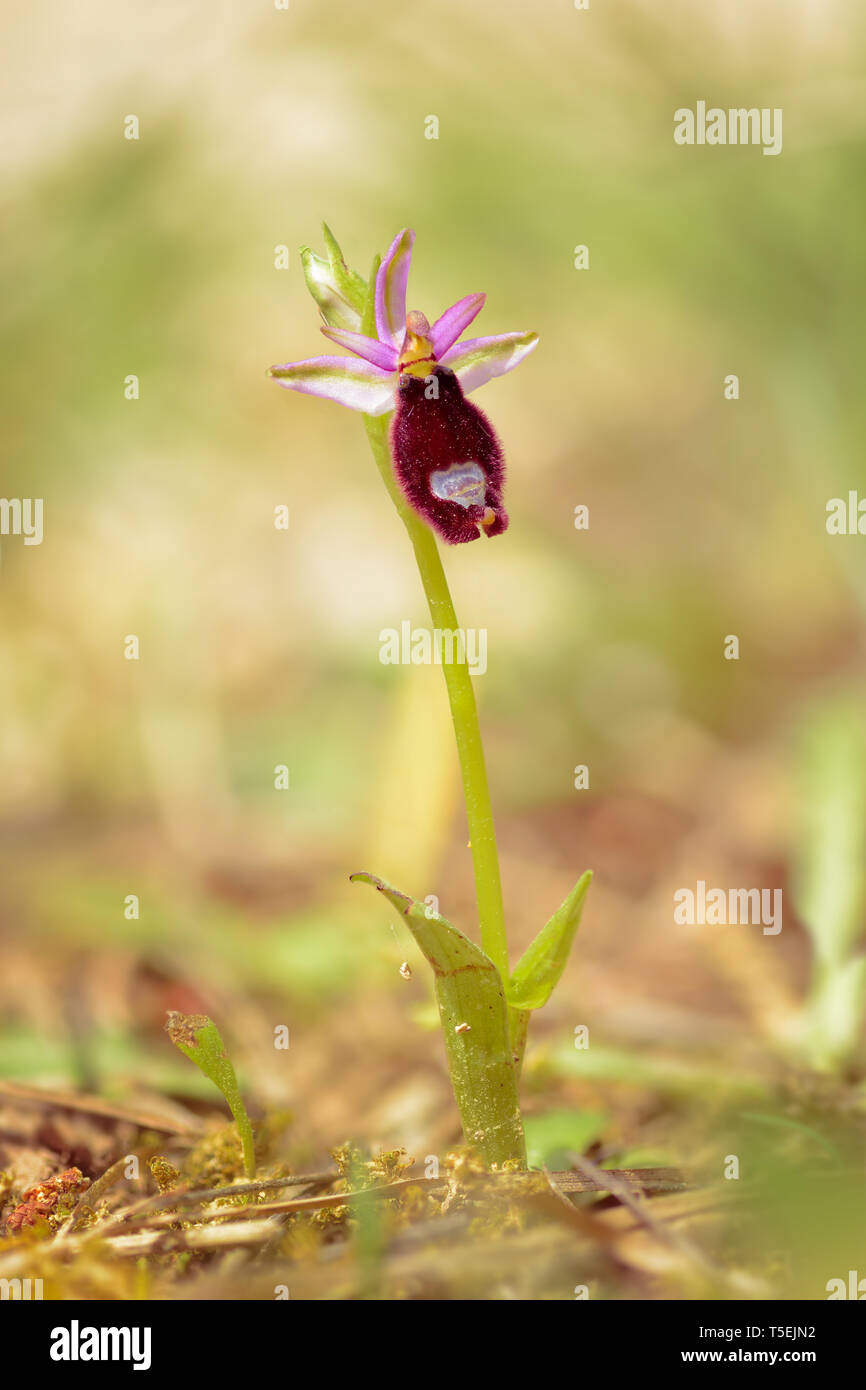 Ophrys bertolonii - Bertoloni's bee orchid, is a species of orchid ...