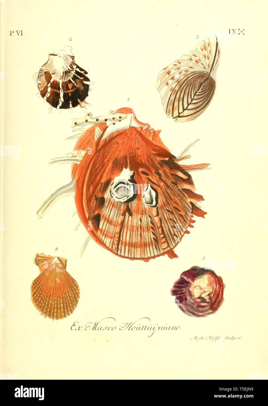 Beautiful vintage hand drawn illustrations of exotic coral reef shells ...