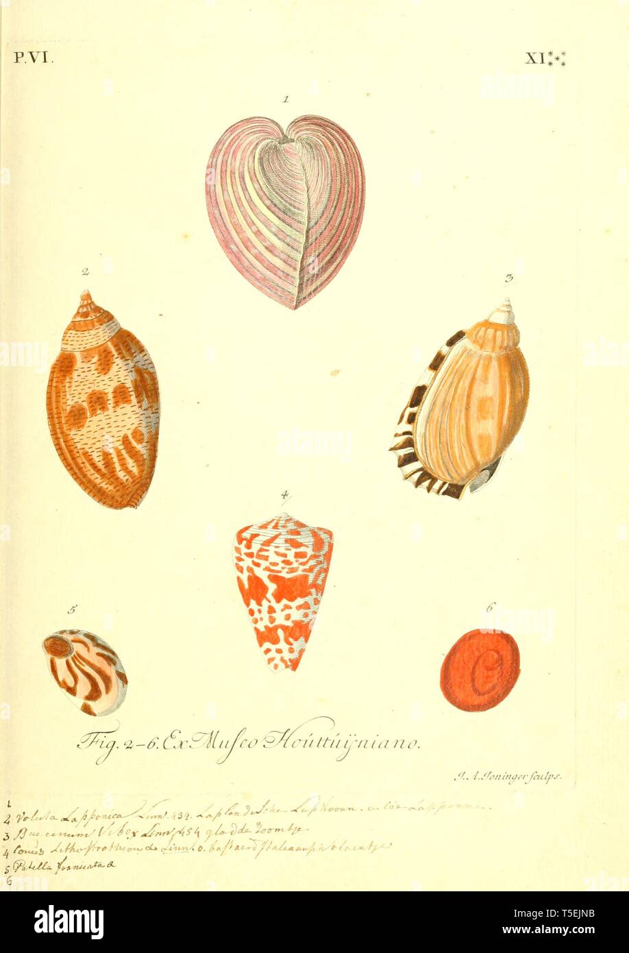 Beautiful vintage hand drawn illustrations of exotic coral reef shells ...