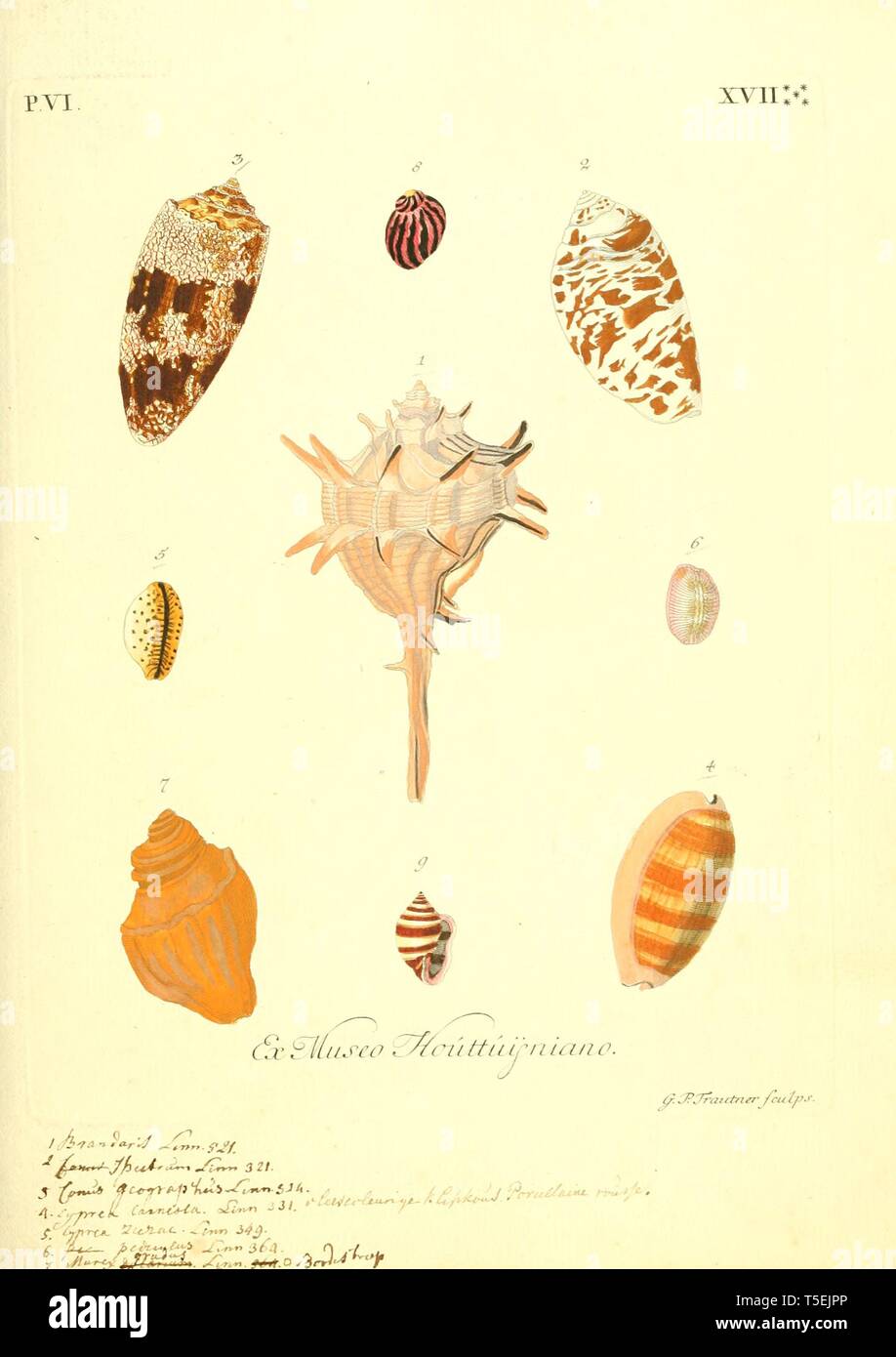 Beautiful vintage hand drawn illustrations of exotic coral reef shells ...