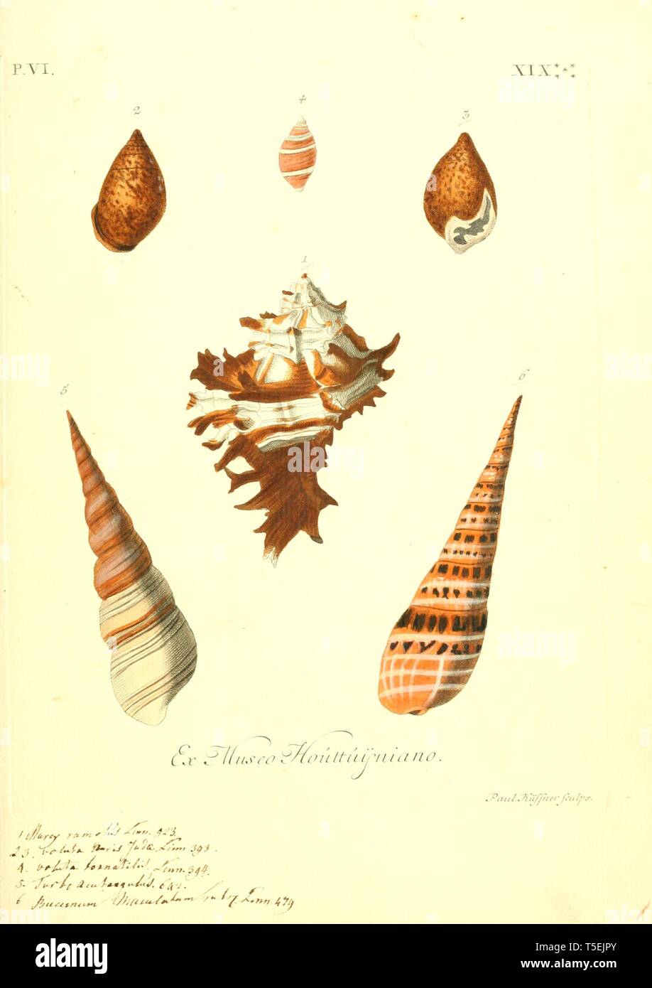 Beautiful vintage hand drawn illustrations of exotic coral reef shells ...