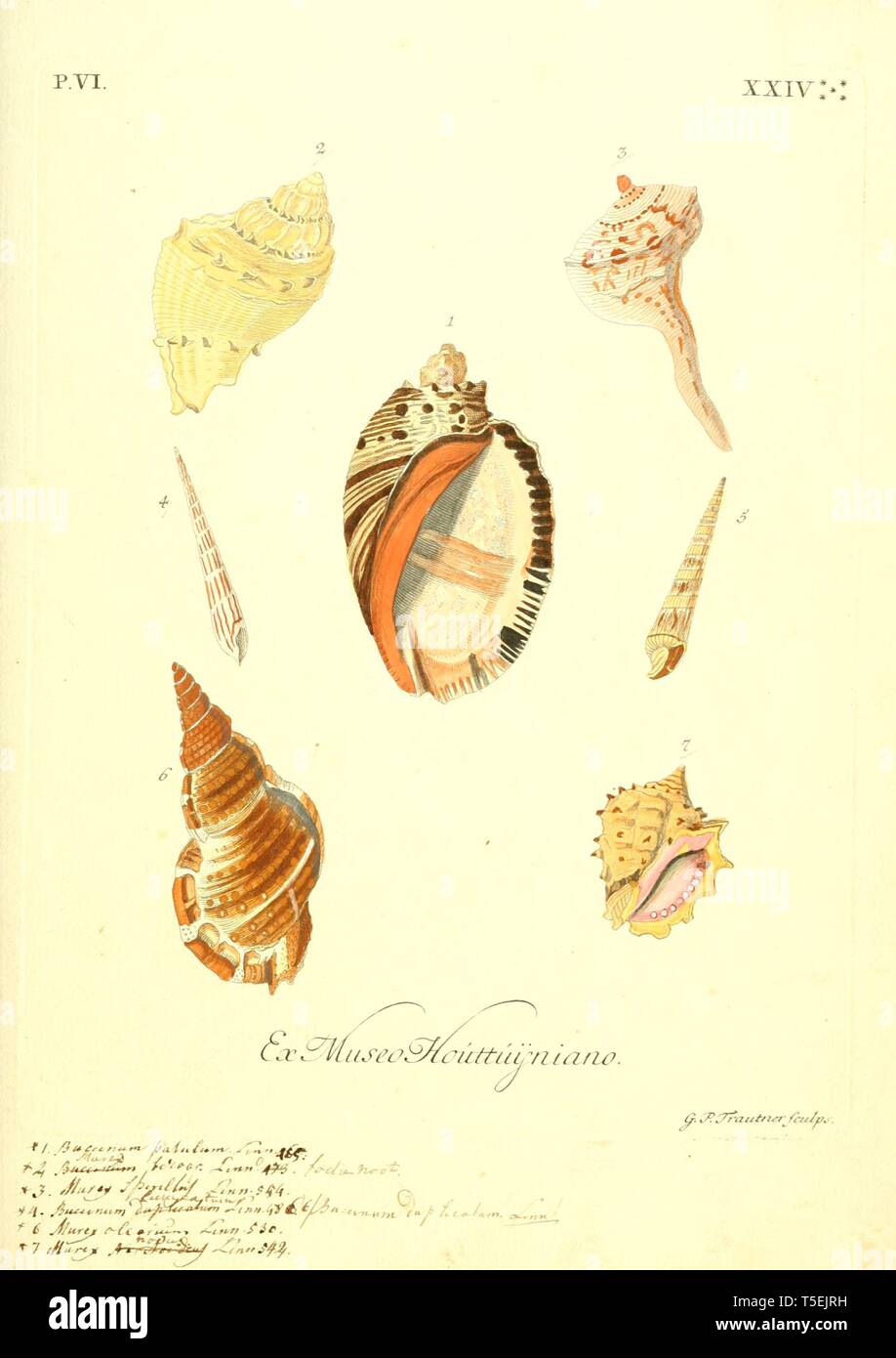 Beautiful vintage hand drawn illustrations of exotic coral reef shells ...