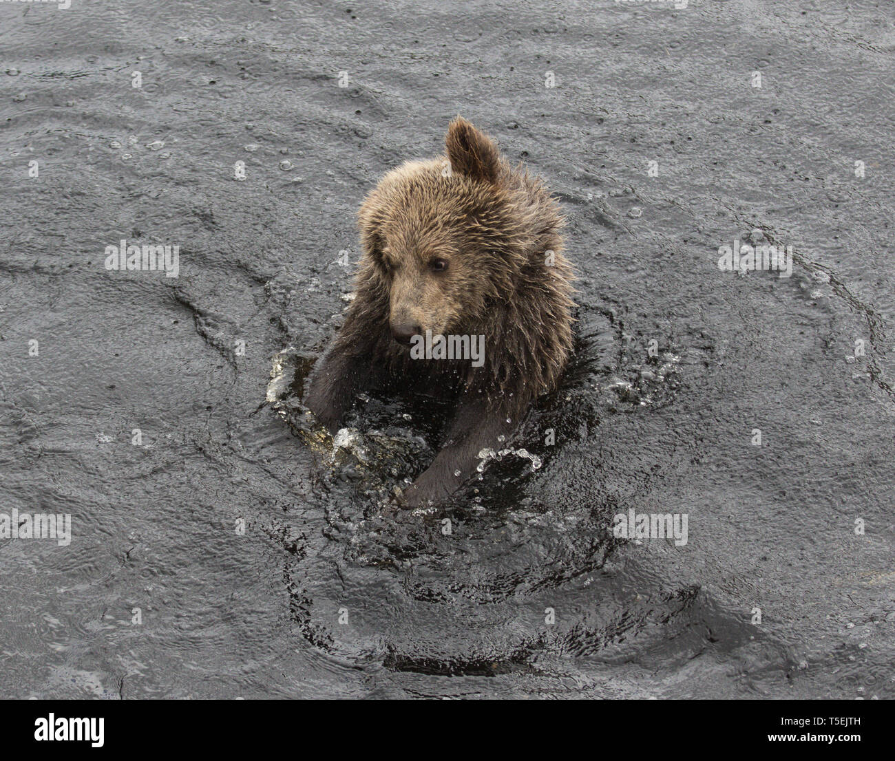 Closeup portrait of the head adult brown bear swimming in the dark ...