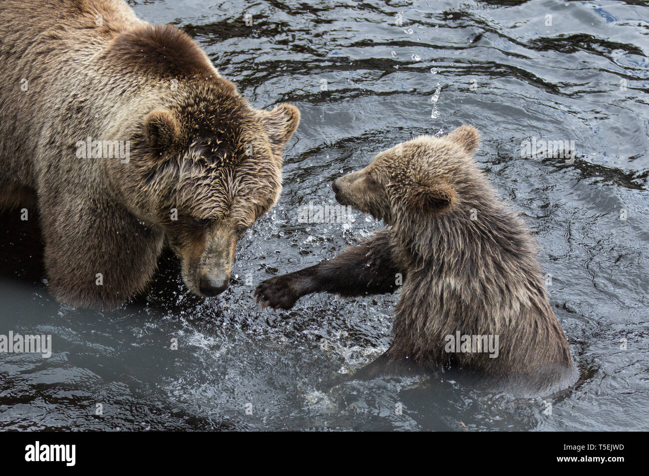 Baby Bear With Their Mothers