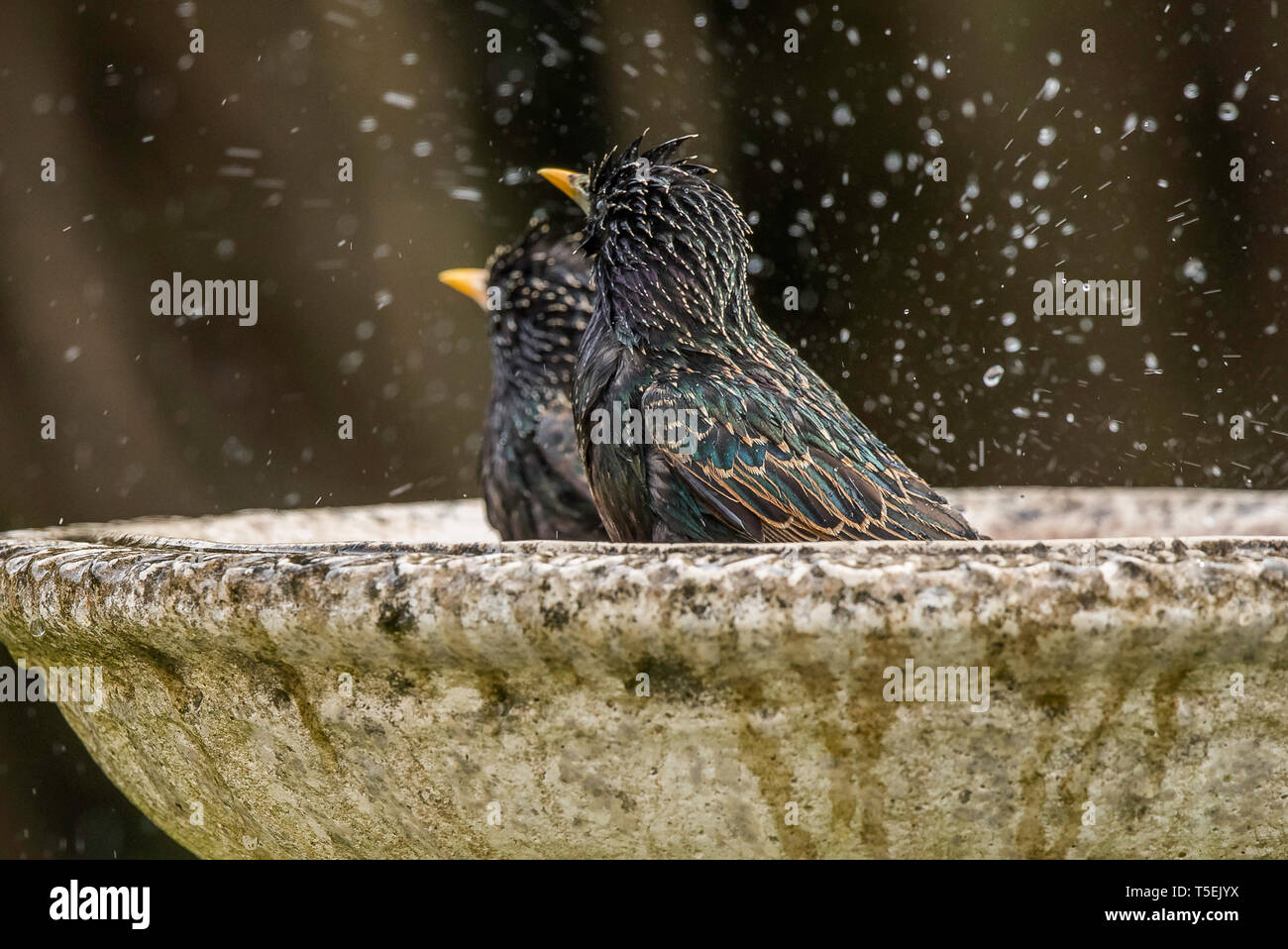 Starling eating worms hi-res stock photography and images - Alamy