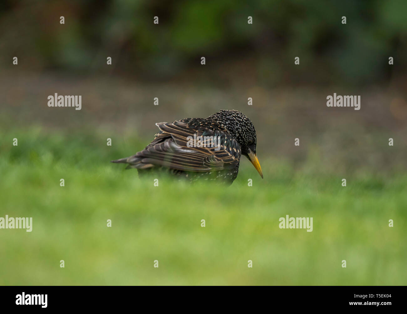 Starling eating worms hi-res stock photography and images - Alamy