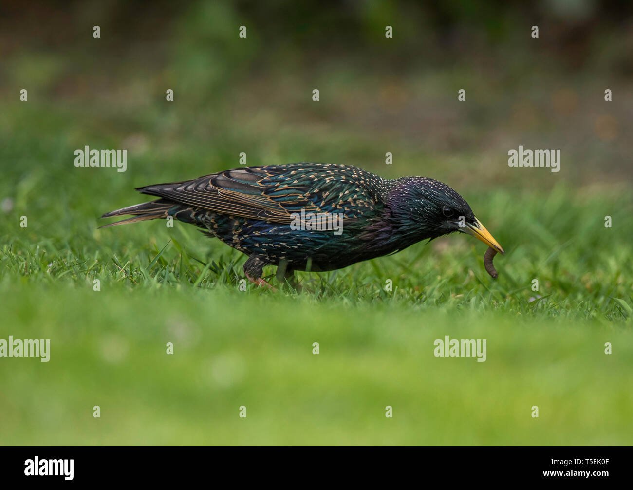 Starling eating worms hi-res stock photography and images - Alamy
