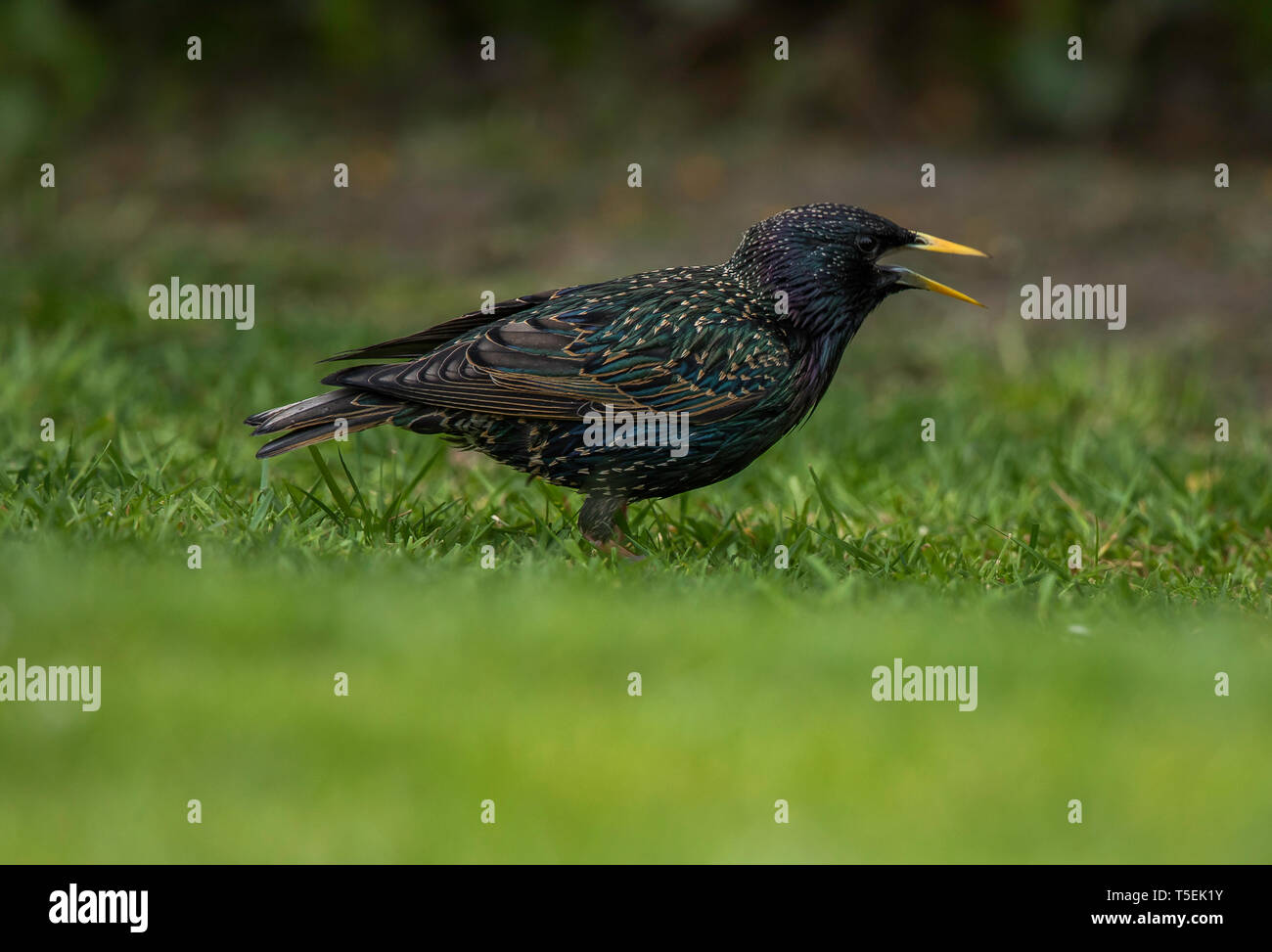 Starling eating worms hi-res stock photography and images - Alamy