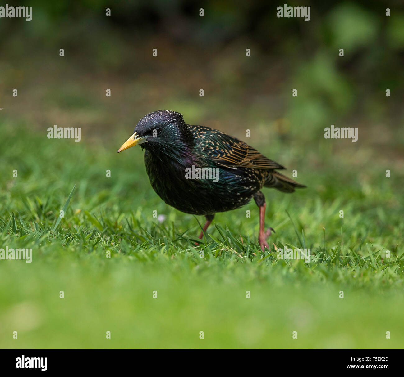 Uk starlings murmuration field hi-res stock photography and images - Alamy