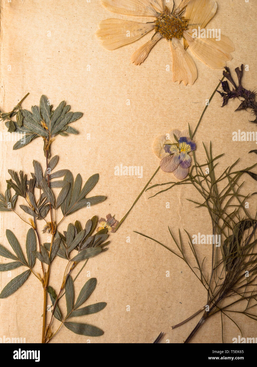 Beautiful dried flowers in notebook on old paper background Stock Photo ...