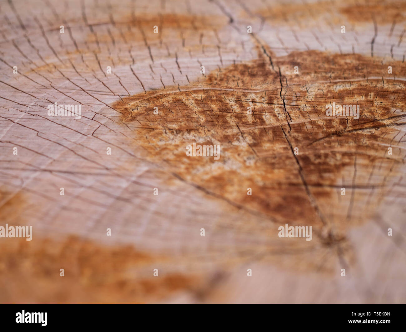 Close Up Tree Stump Stock Photo - Alamy