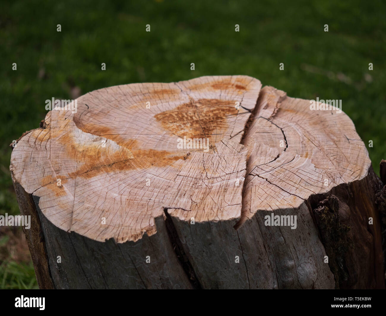 Warm stump hi-res stock photography and images - Alamy