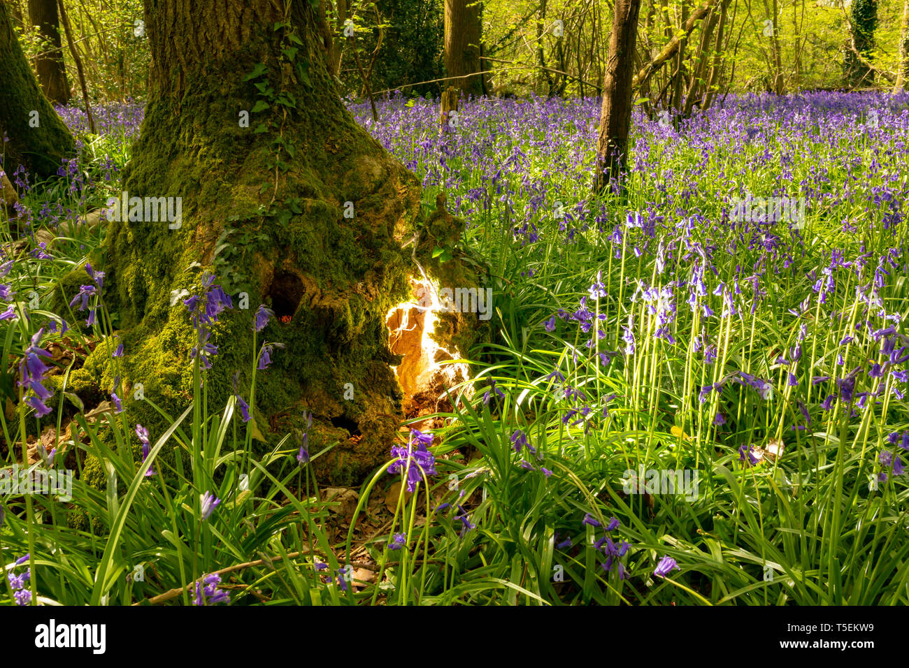 Colour photograph of carpet of Bluebells in ancient woodland with ...