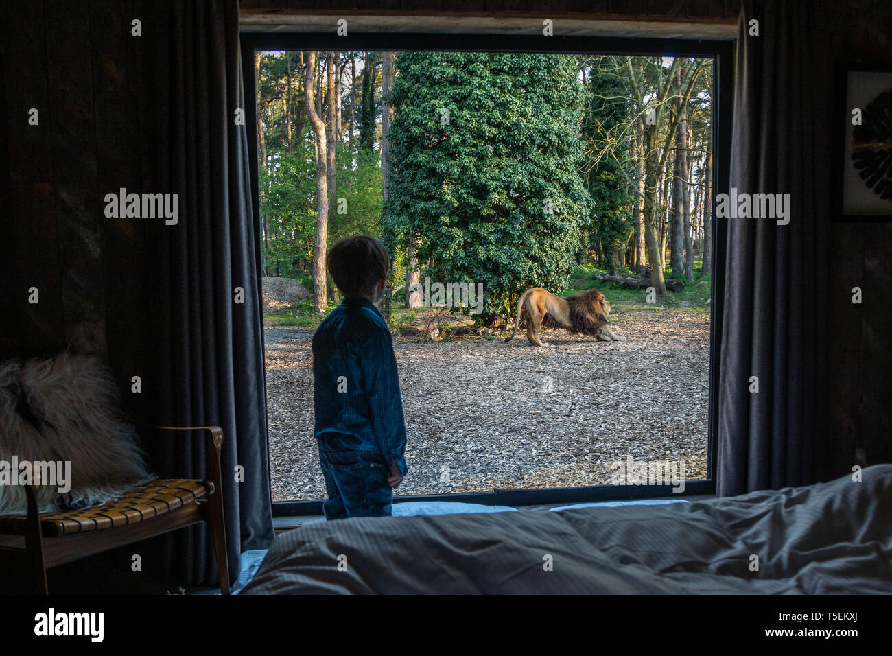 Lion Lodge, Port Lympne Stock Photo - Alamy