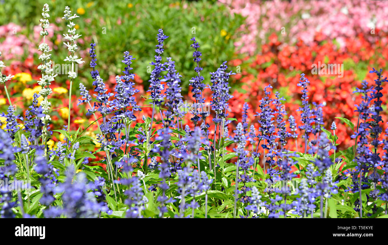 Multicolour flower bed with blue salvia genus Stock Photo - Alamy