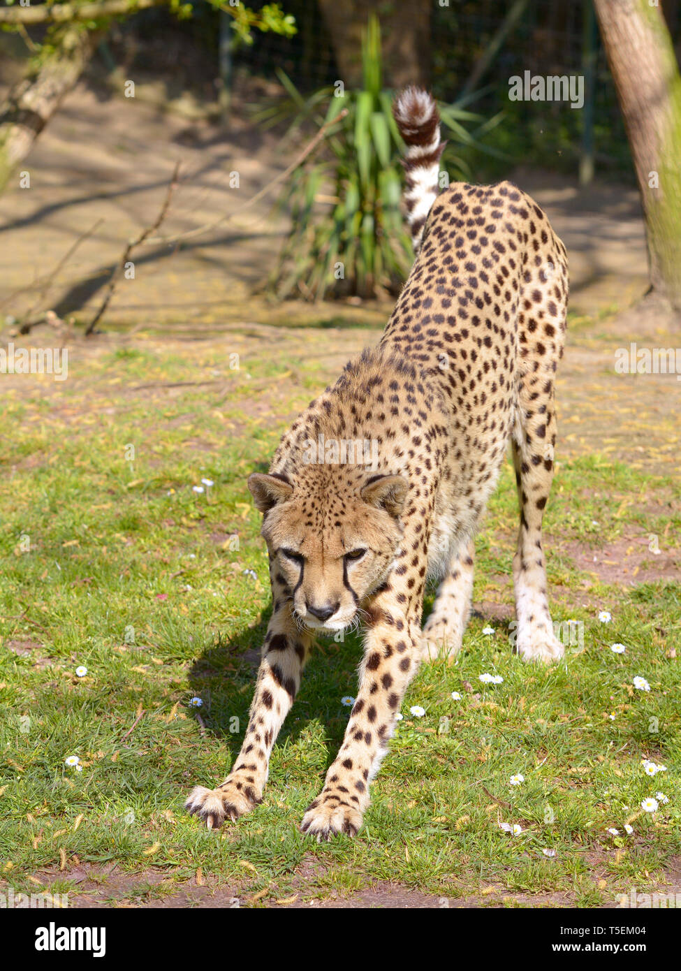 Cheetah stretching hi-res stock photography and images - Alamy