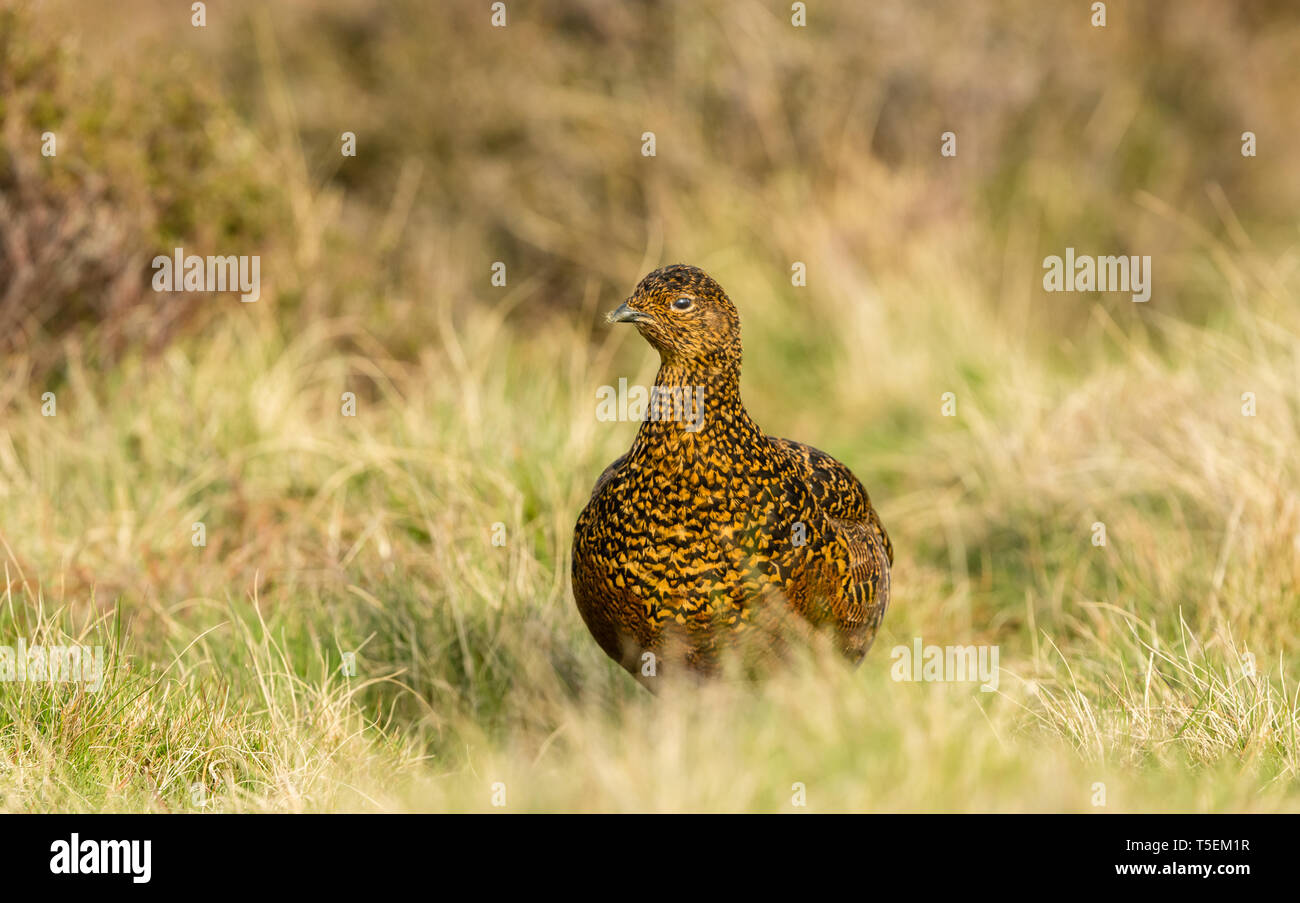 Red Grouse (Scientific name: Lagopus lagopus) Hen or female bird stood ...