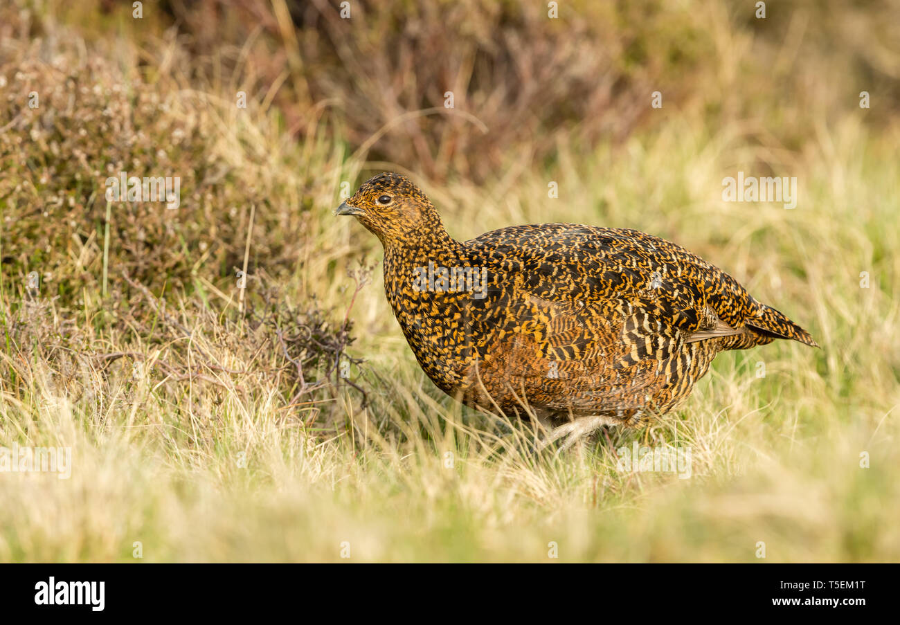 Red Grouse (Scientific name: Lagopus lagopus) Hen or female bird stood ...