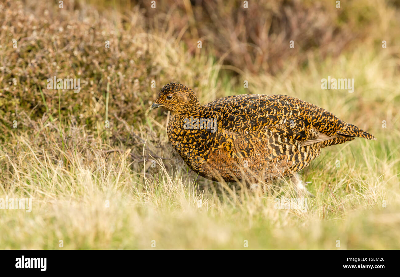 Red Grouse (Scientific name: Lagopus lagopus) Hen or female bird stood ...