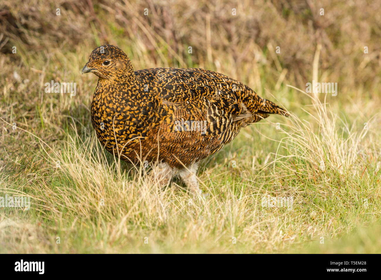 Red Grouse (Scientific name: Lagopus lagopus) Hen or female bird stood ...