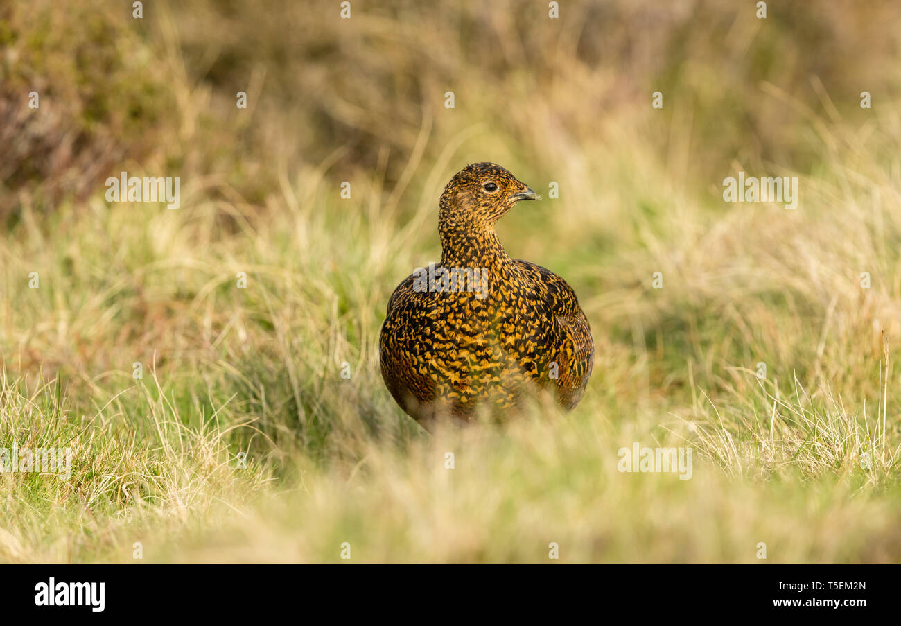 Red Grouse (Scientific name: Lagopus lagopus) Hen or female bird stood ...