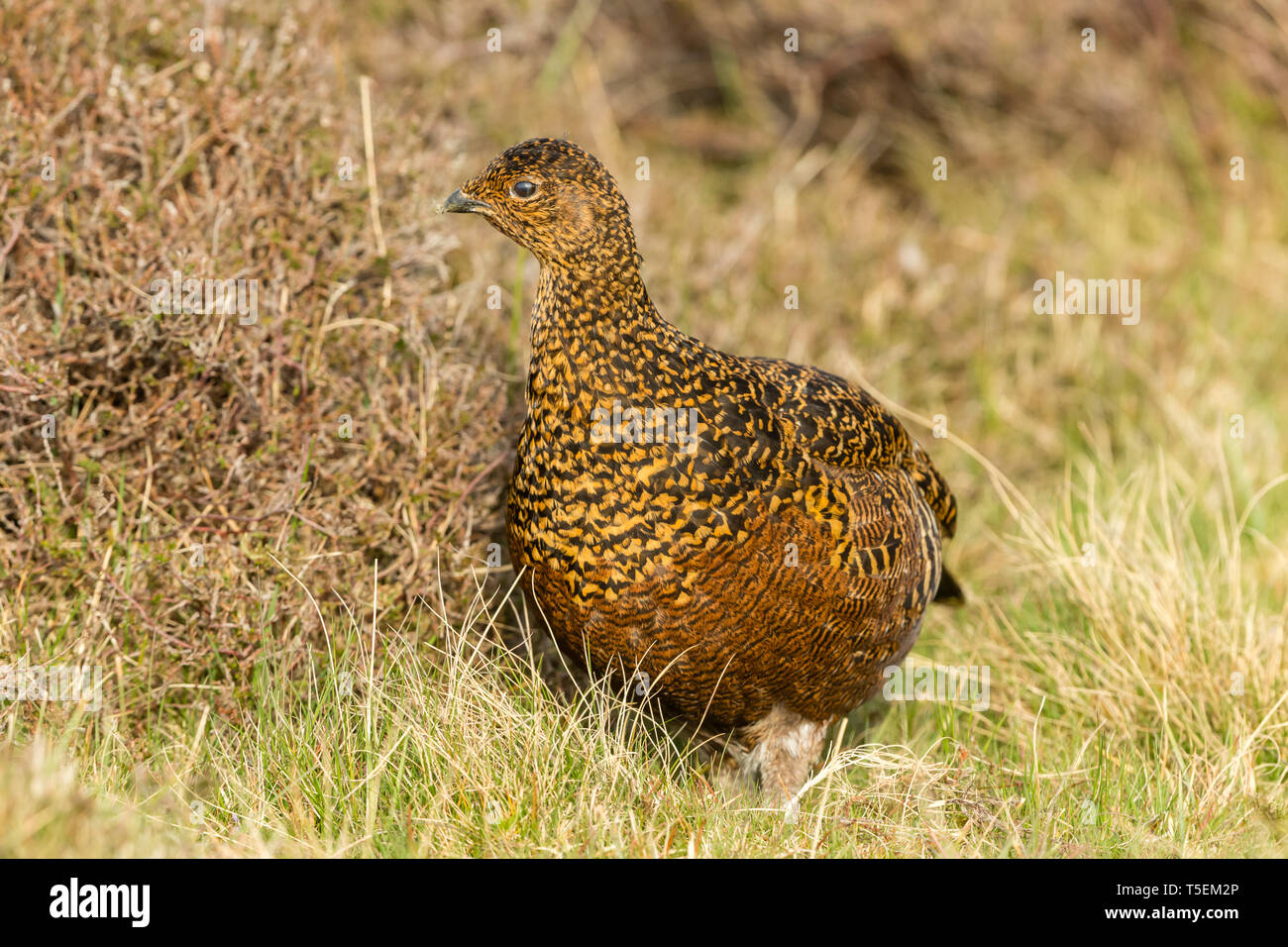 Red Grouse (Scientific name: Lagopus lagopus) Hen or female bird stood ...