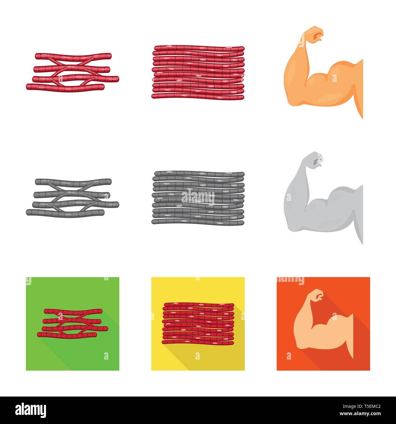 Vector design of fiber and muscular sign. Collection of fiber and body ...
