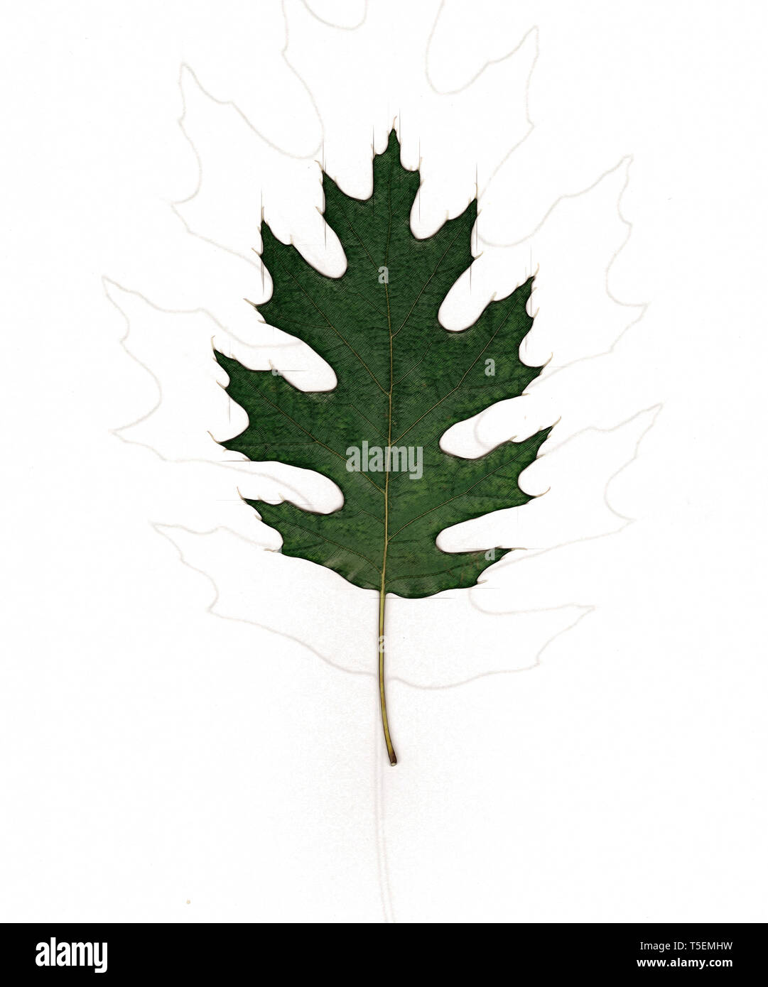 Ornamental shape hi-res stock photography and images - Alamy