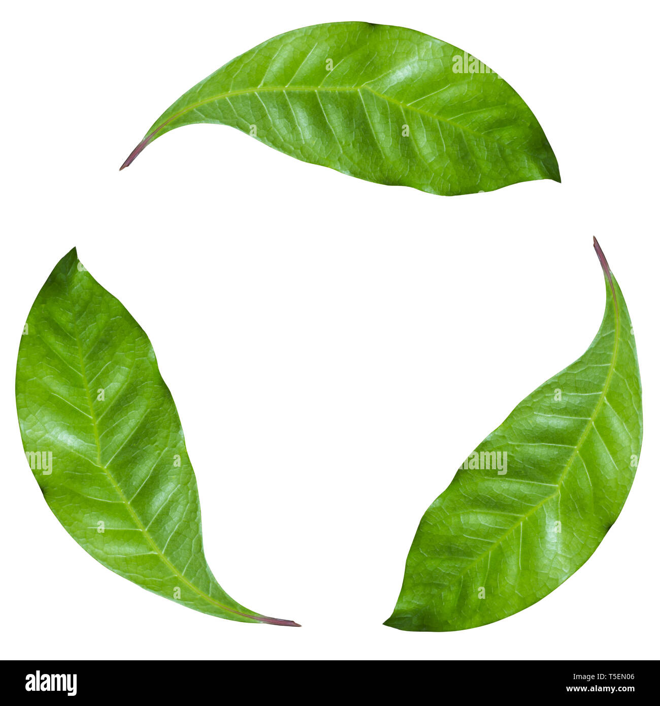 recycle logo created with a photograph of three green leaves on white ...