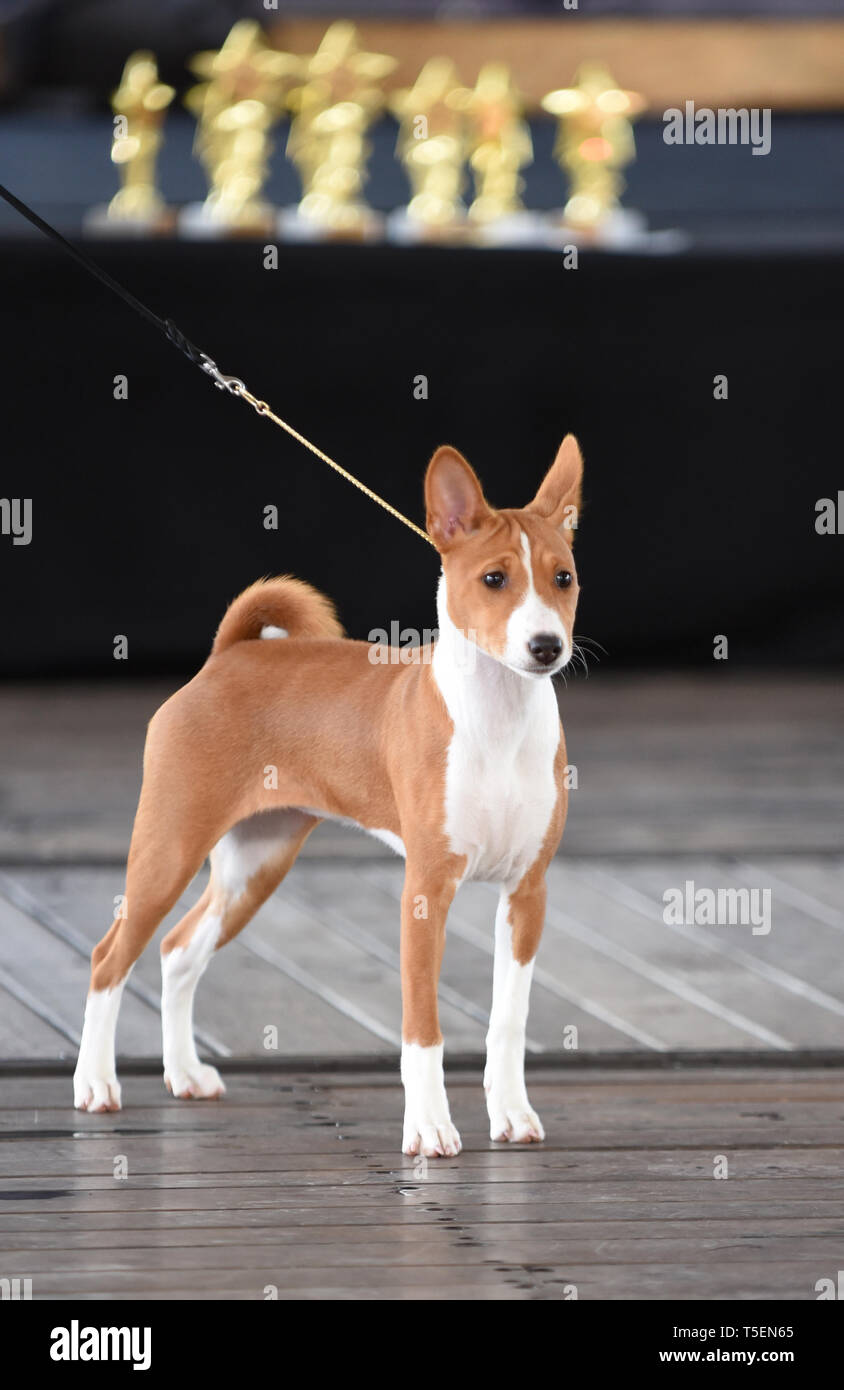 Young Female Basenji, pedigree sighthound dog Photographed at a dog ...