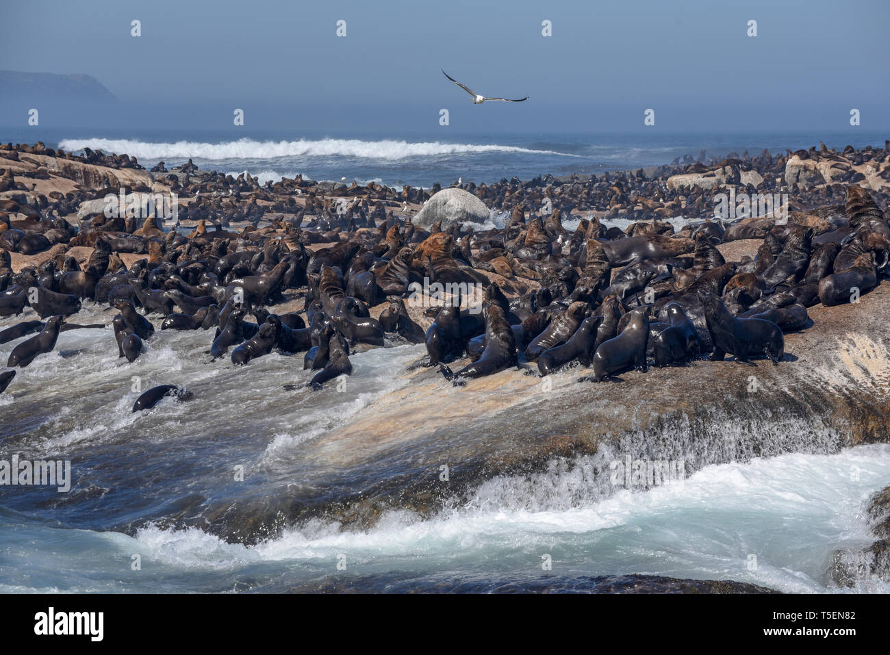 brown fur seal (Arctocephalus pusillus), also known as the Cape fur ...