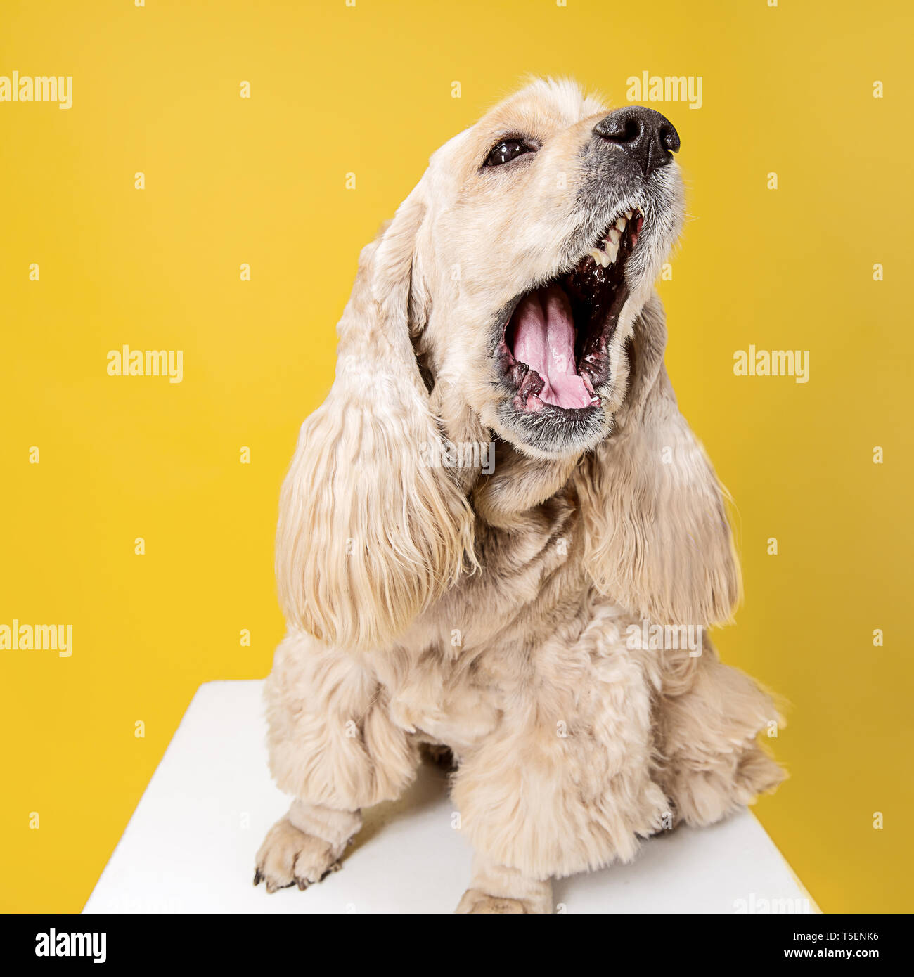 Singing pop-artist. American spaniel puppy. Cute groomed fluffy doggy ...