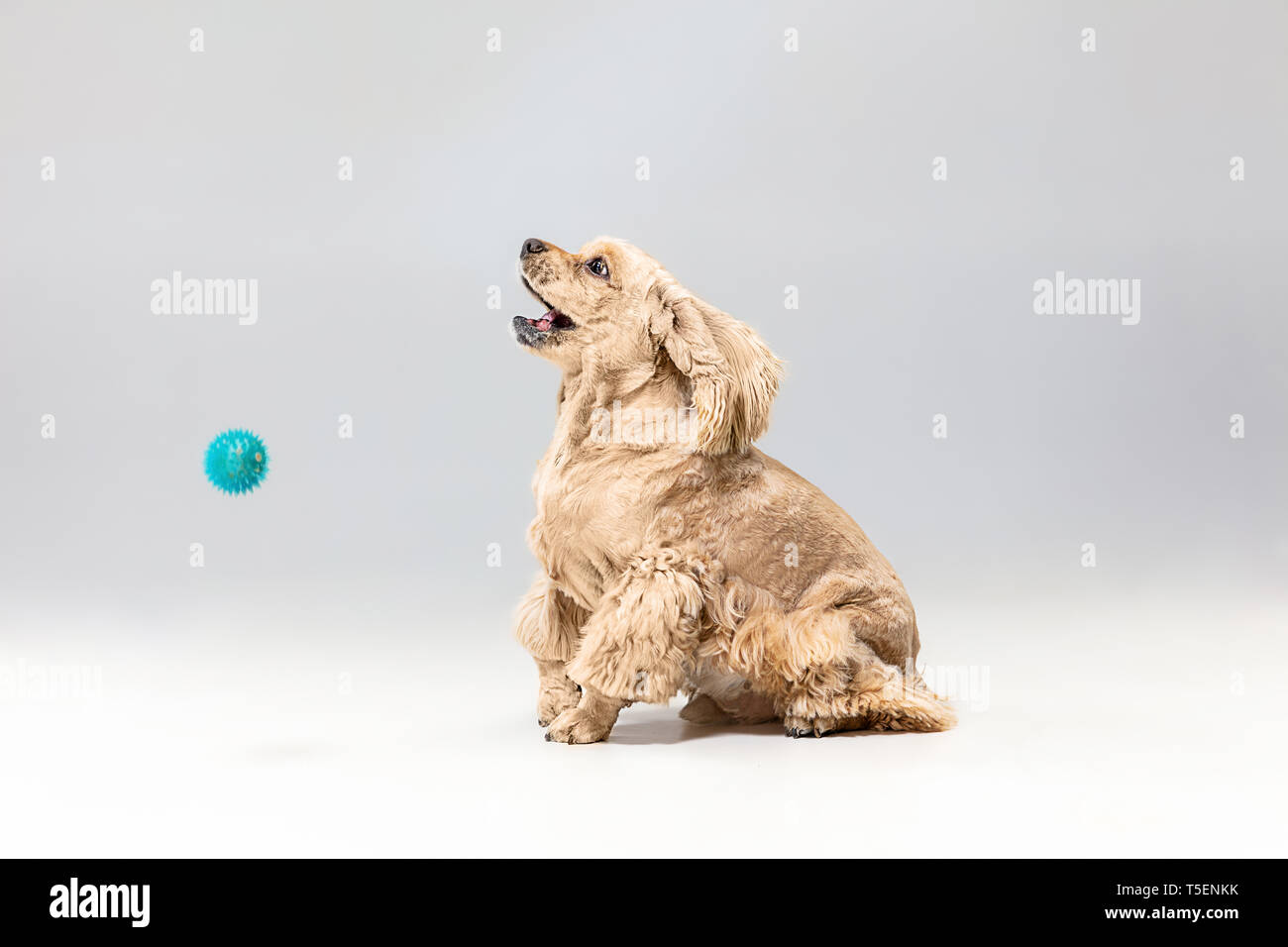 Grey American Cocker Spaniel Puppies