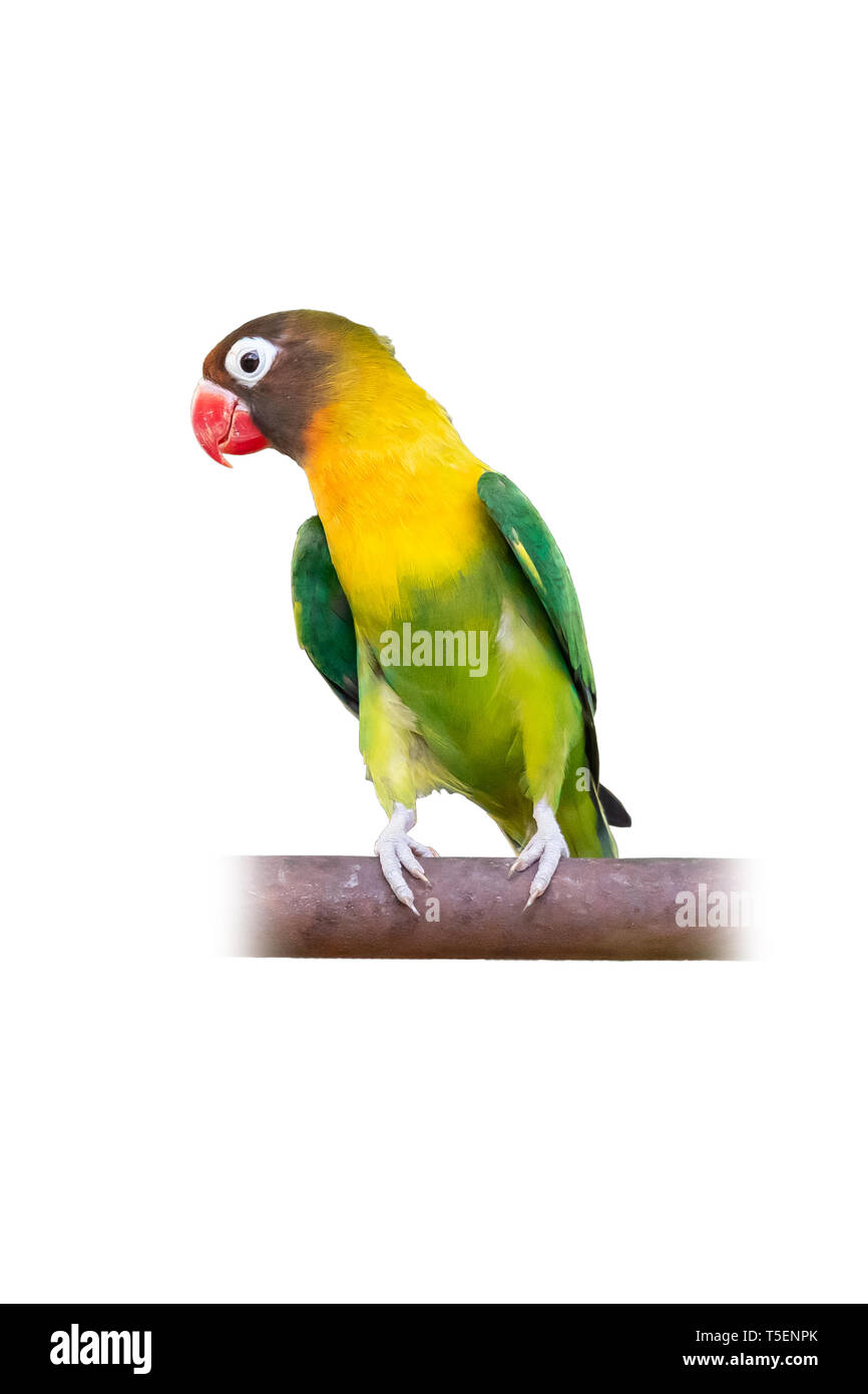 Masked lovebird hi-res stock photography and images - Alamy