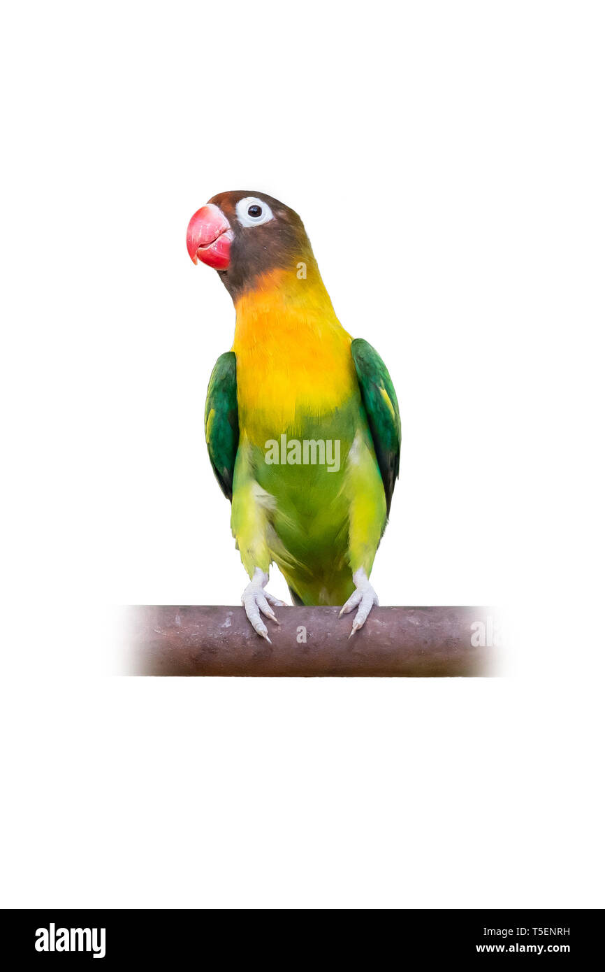 Masked lovebird hi-res stock photography and images - Alamy