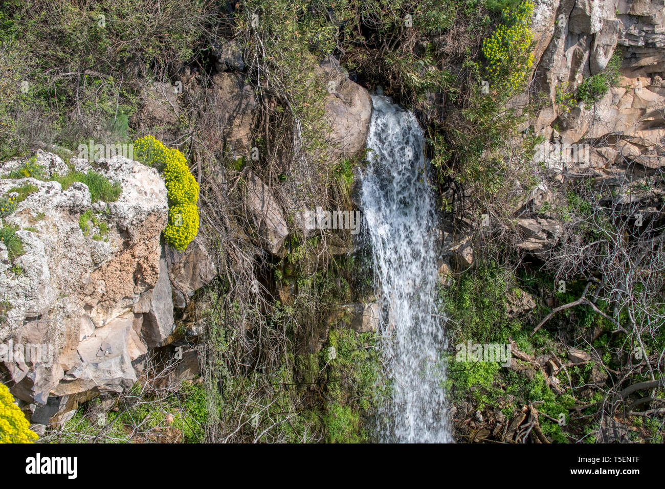 Israel, Golan Heights, Gamla waterfall Nature reserve Stock Photo - Alamy