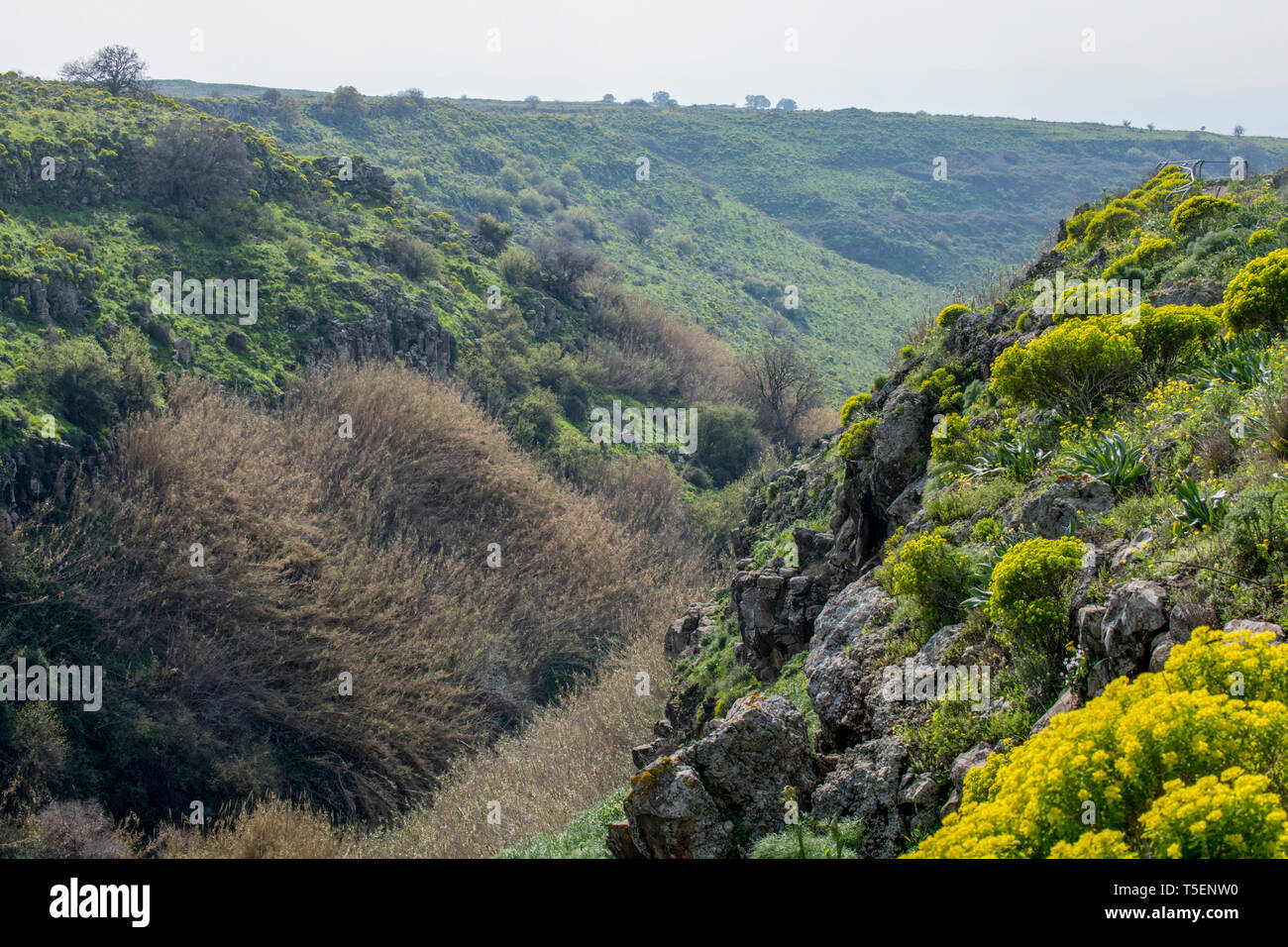 Israel, Golan Heights, Gamla waterfall Nature reserve Stock Photo - Alamy